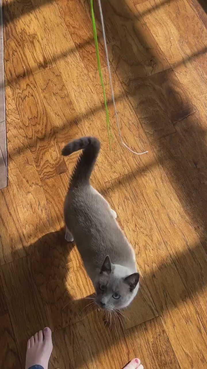 The Wiggle Wand™ Cat Toy – Interactive Wand Teaser Toy with Rattle ...