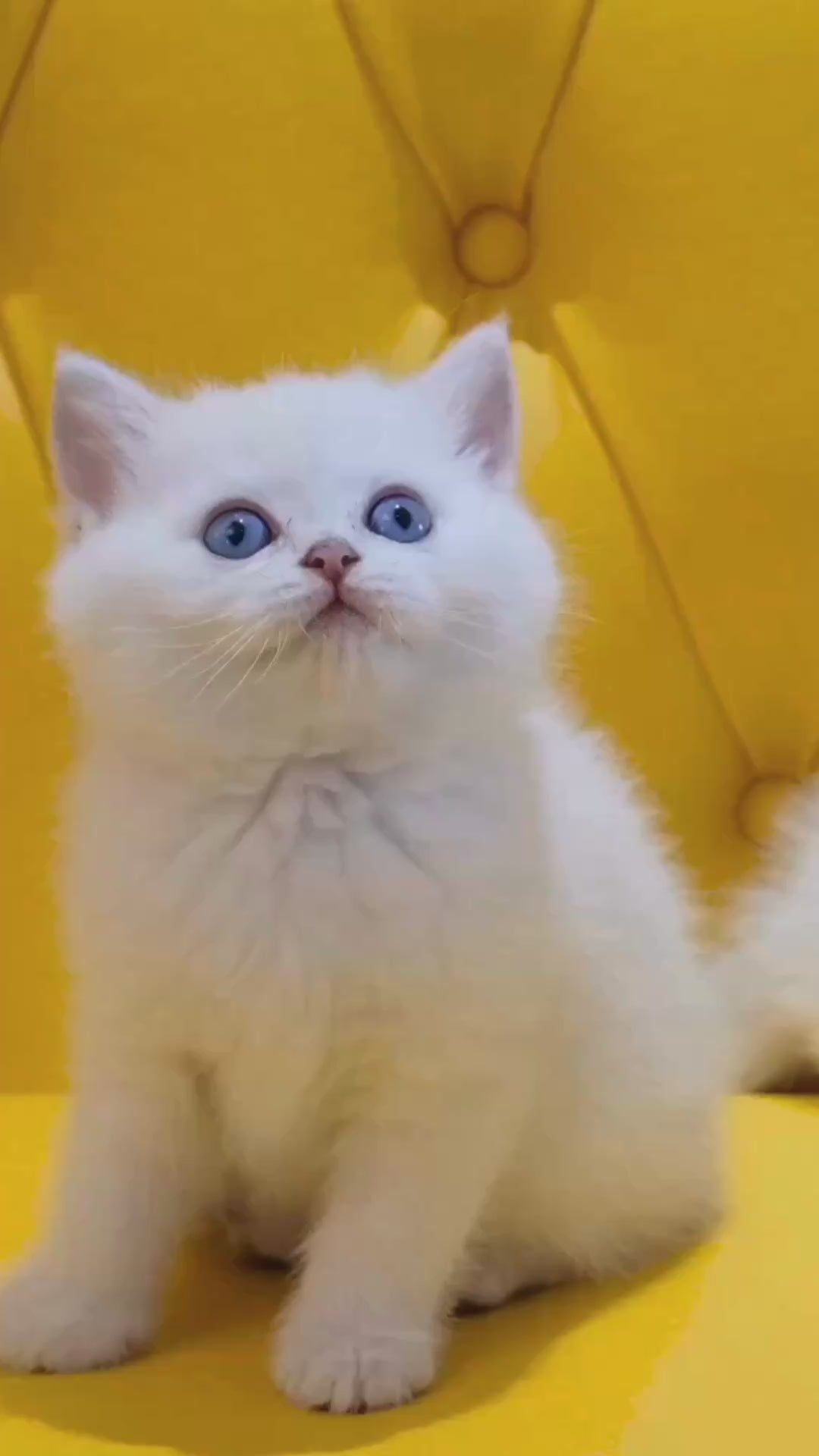 The Wiggle Wand™ Cat Toy – Interactive Wand Teaser Toy with Rattle ...