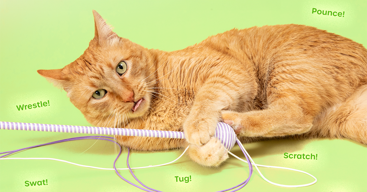 The Wiggle Wand™ Cat Toy – Interactive Wand Teaser Toy with Rattle ...